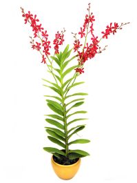 Aranda Red on Gold Pot